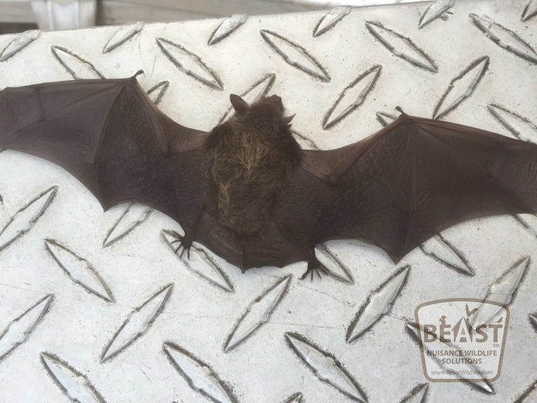 Bats In House Twin Cities MN, Bat Inspection, Exclusion, Removal