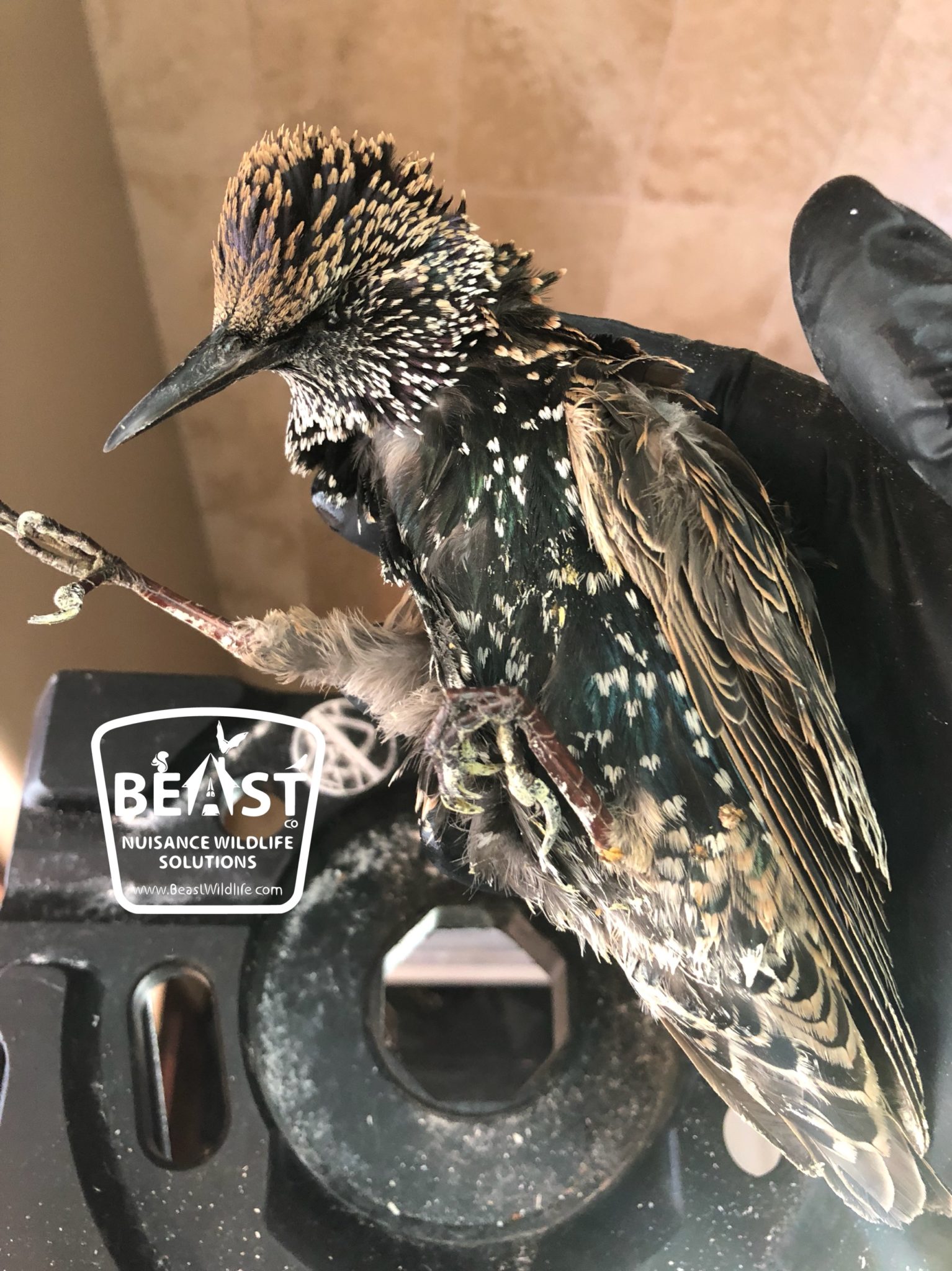 Starling Control, Removal Twin Cities, MN, Birds In Vents – BEAST ...